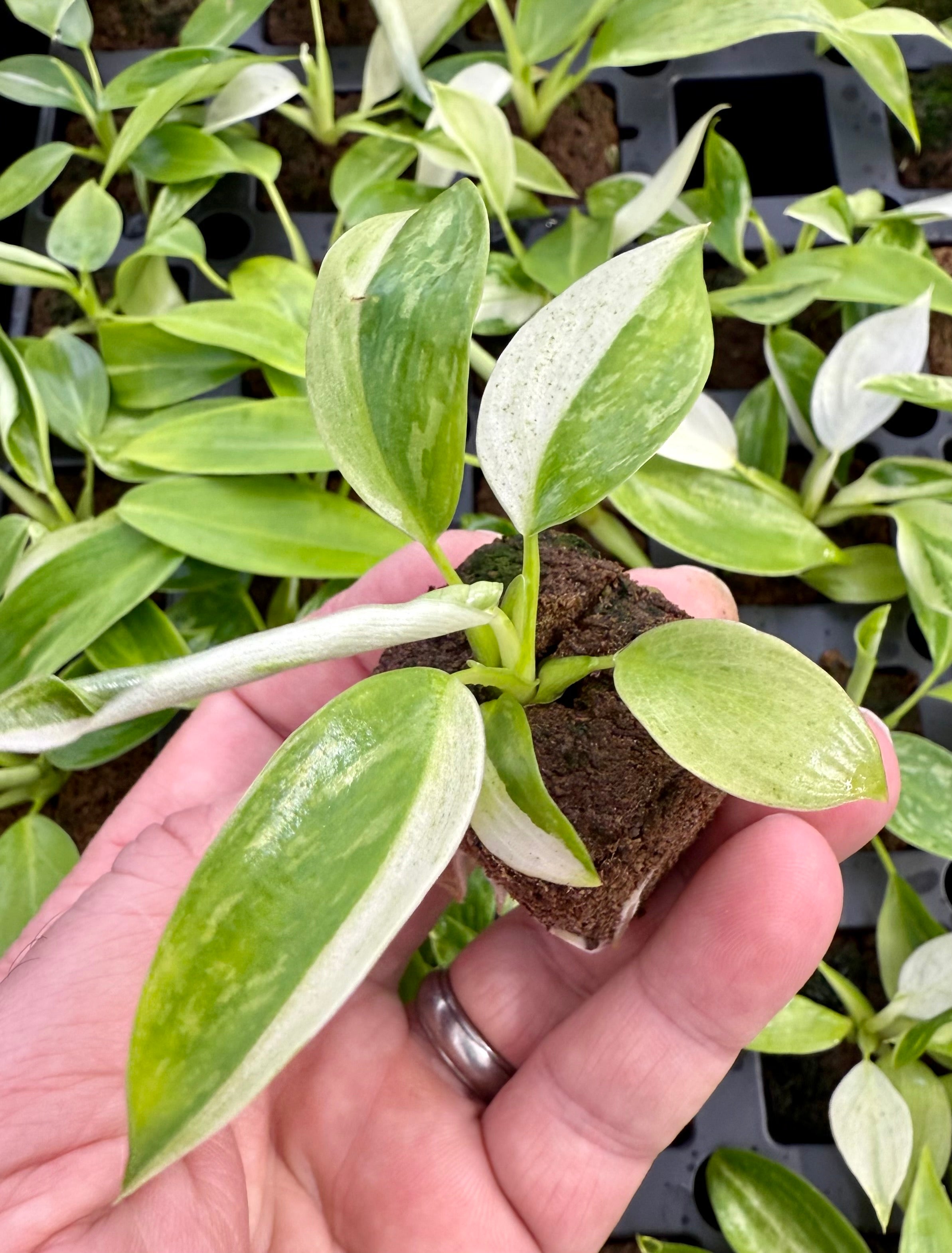 Philodendron Jose Bueno 2.5" | Succulent Garden LLC